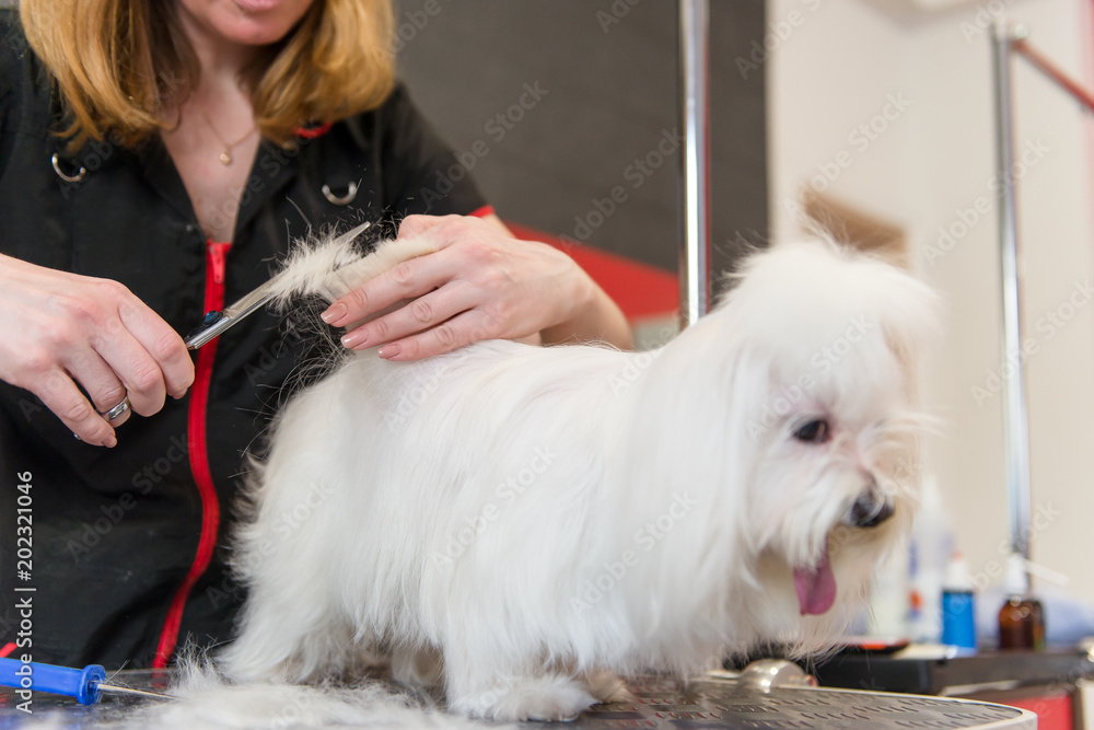 Professional care for the dog Maltese lap dog. Grooming the dog in the ...