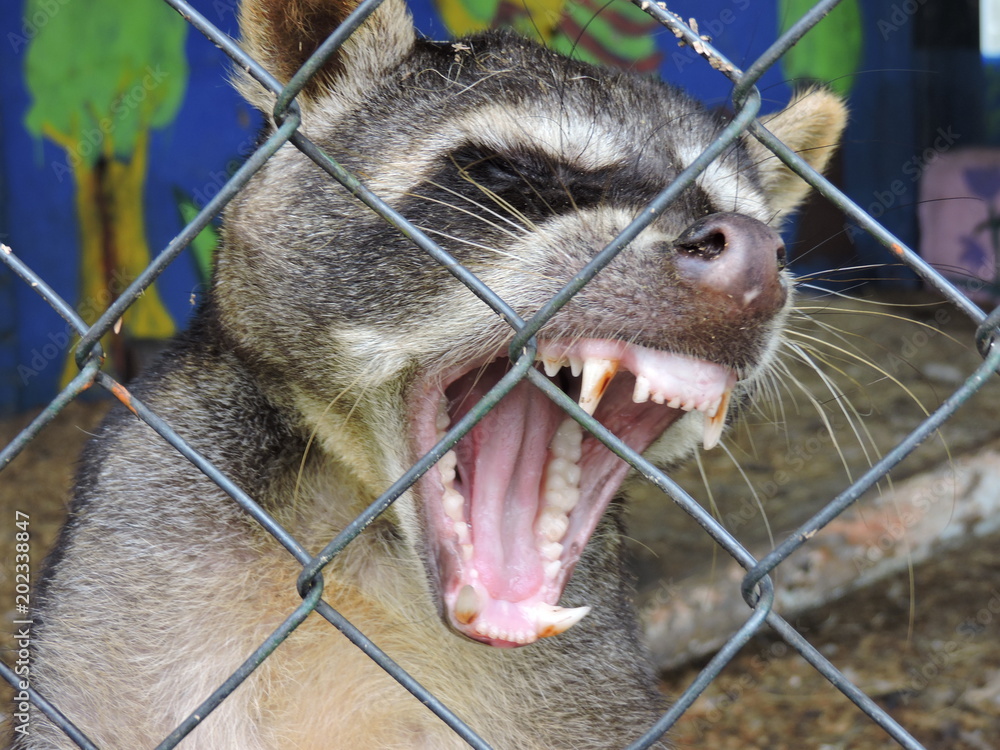 Mapache dentro de jaula dando grito salvaje o bostezando Stock Photo ...