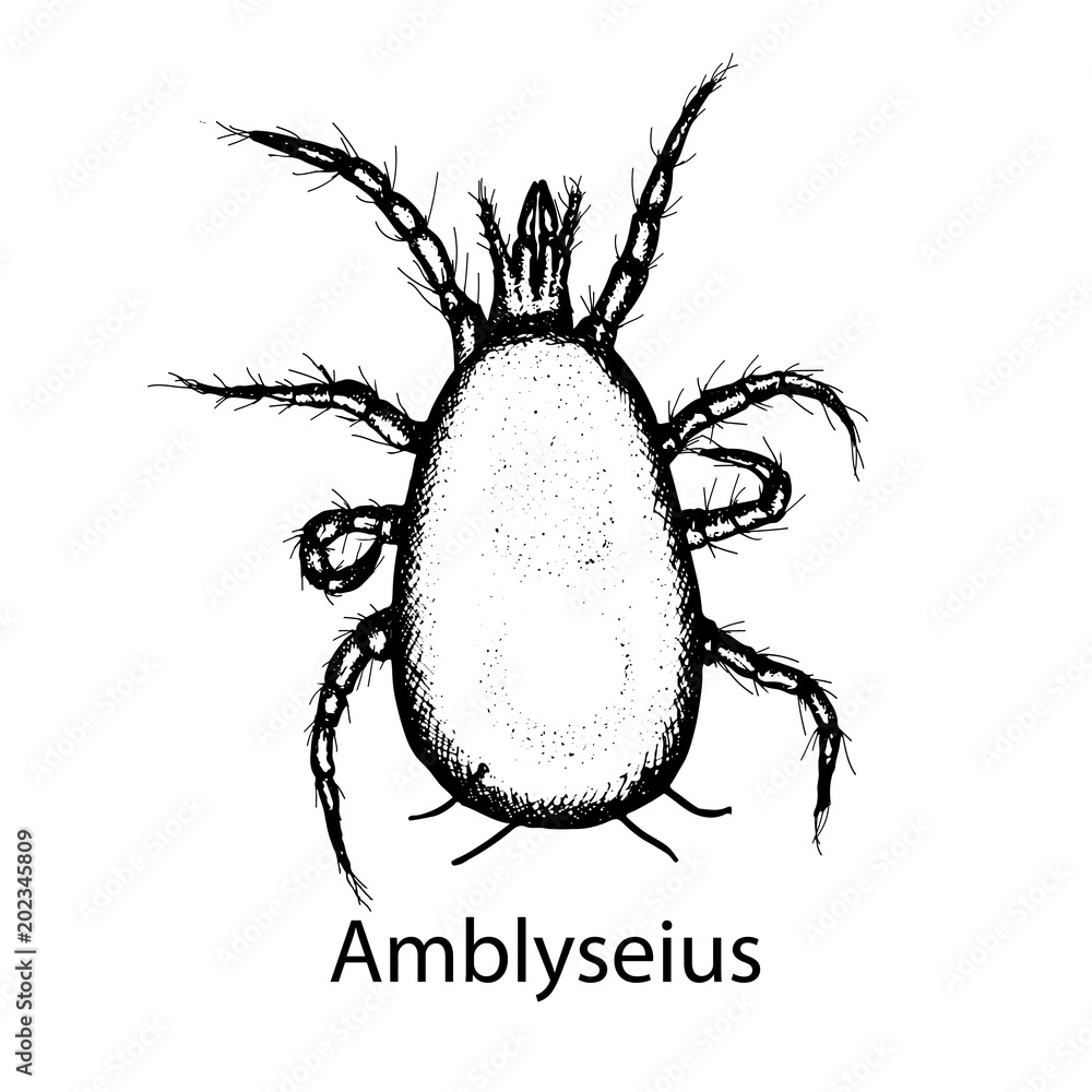 Vector illustration hand drawn sketch of mite Amblyseius in ink ondark ...