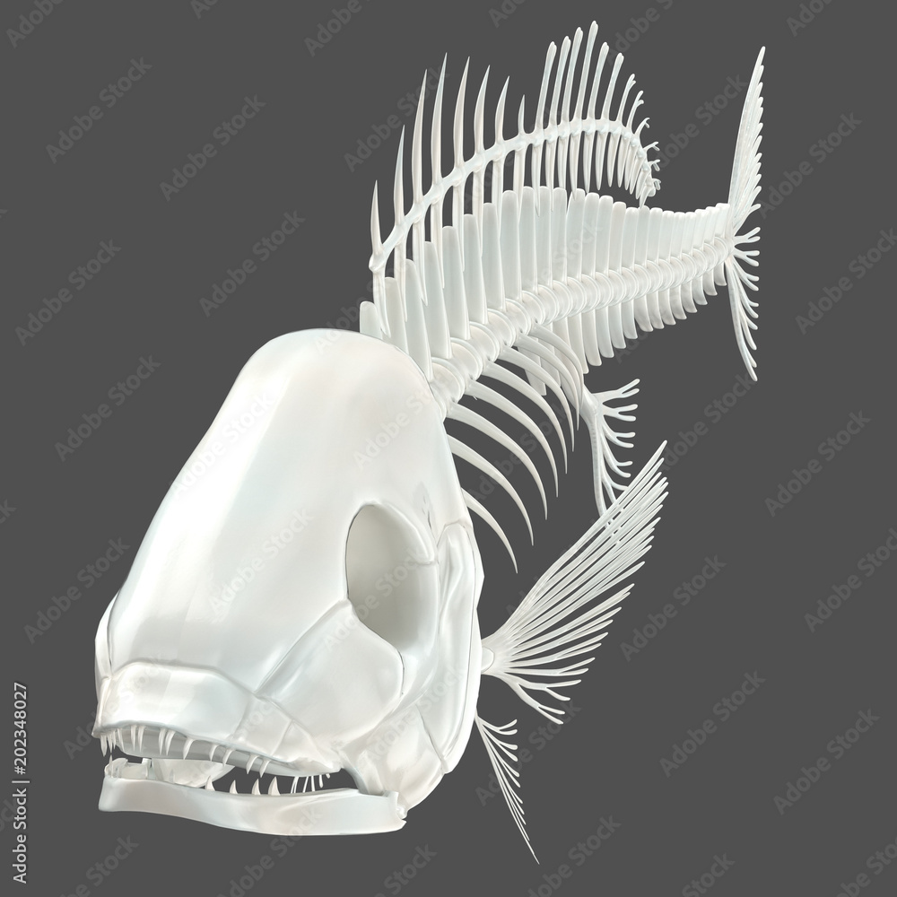 Front 3d render of a fish skeleton on a neutral grey background Stock ...