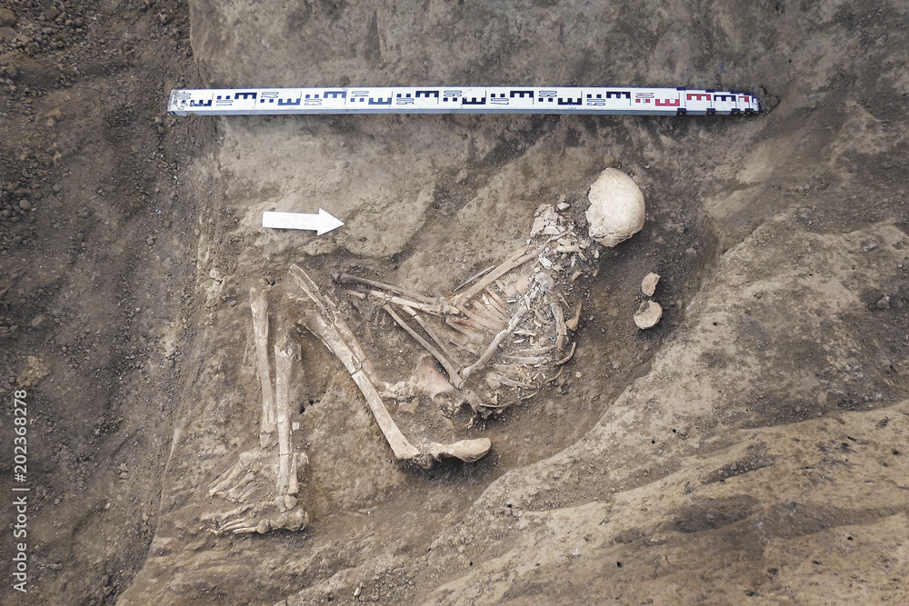 Archaeological excavations and finds (bones of a skeleton in a human ...