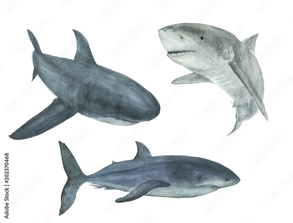 WAtercolor painting set of shark Stock Illustration | Adobe Stock