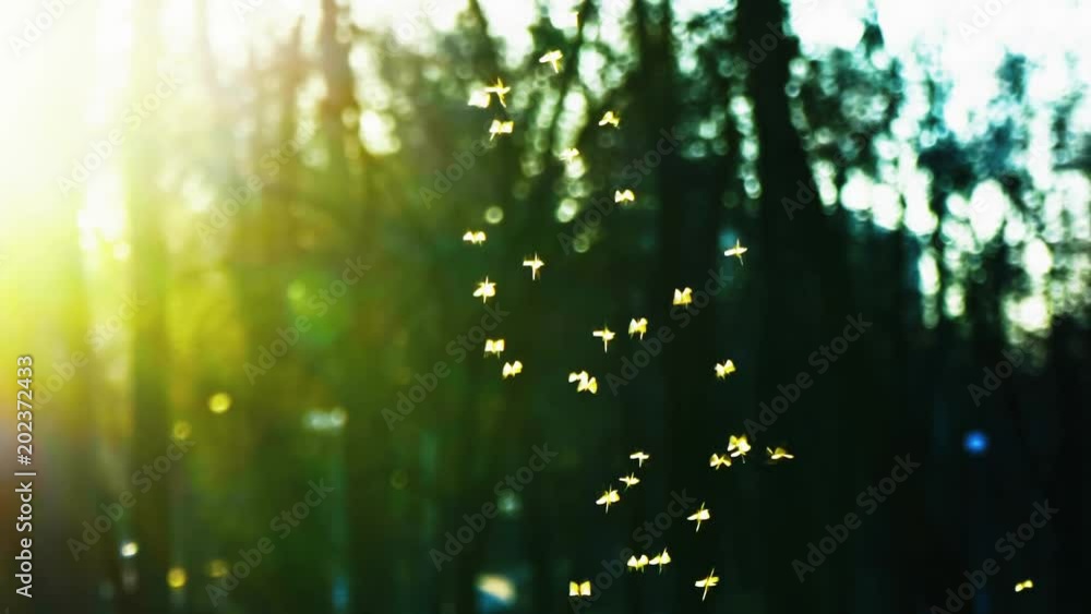 Small midges fly in the park in the rays of the setting sun, Swarm of ...