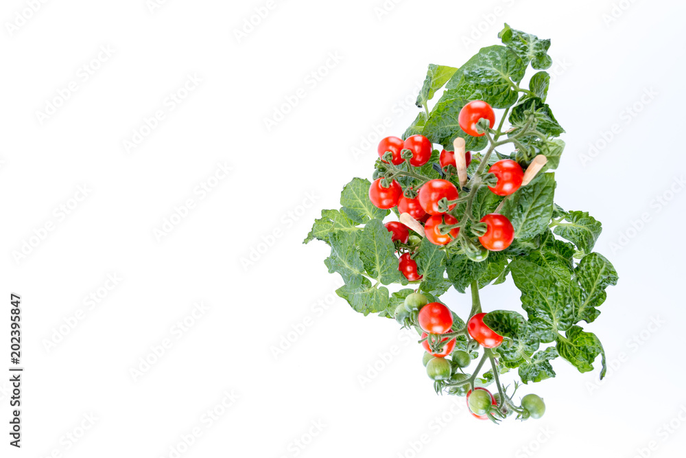 Cherry Tomatoes Tree