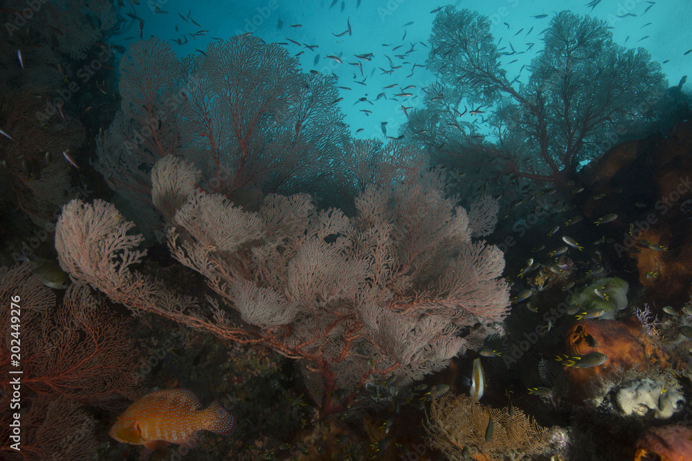 Unimaginable size of coral gardens, diversity of forms and fabulous ...