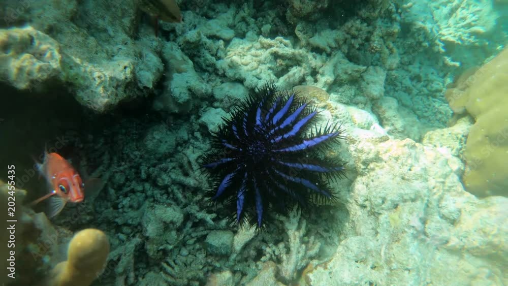 Crown-of-thorns starfish (Acanthaster planci) or COTS feeding on reef ...
