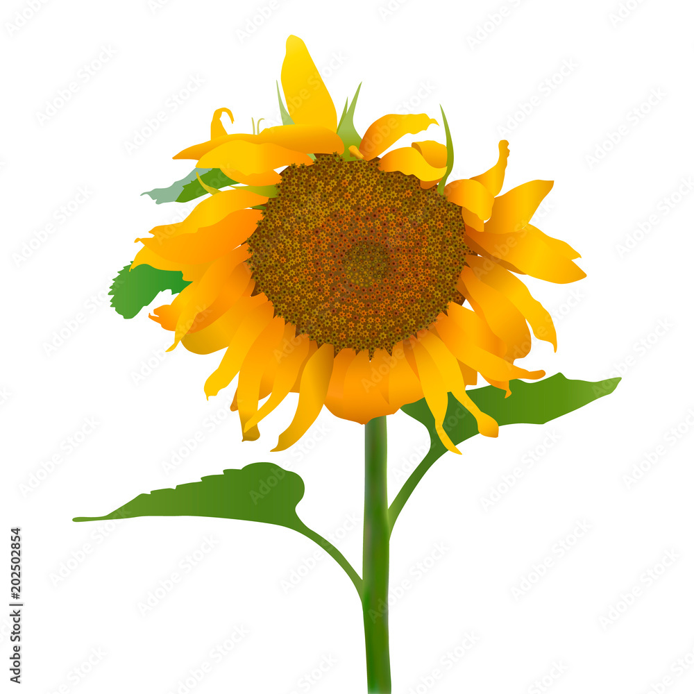 Sunflower.Realistic vector illustration isolated on white background ...