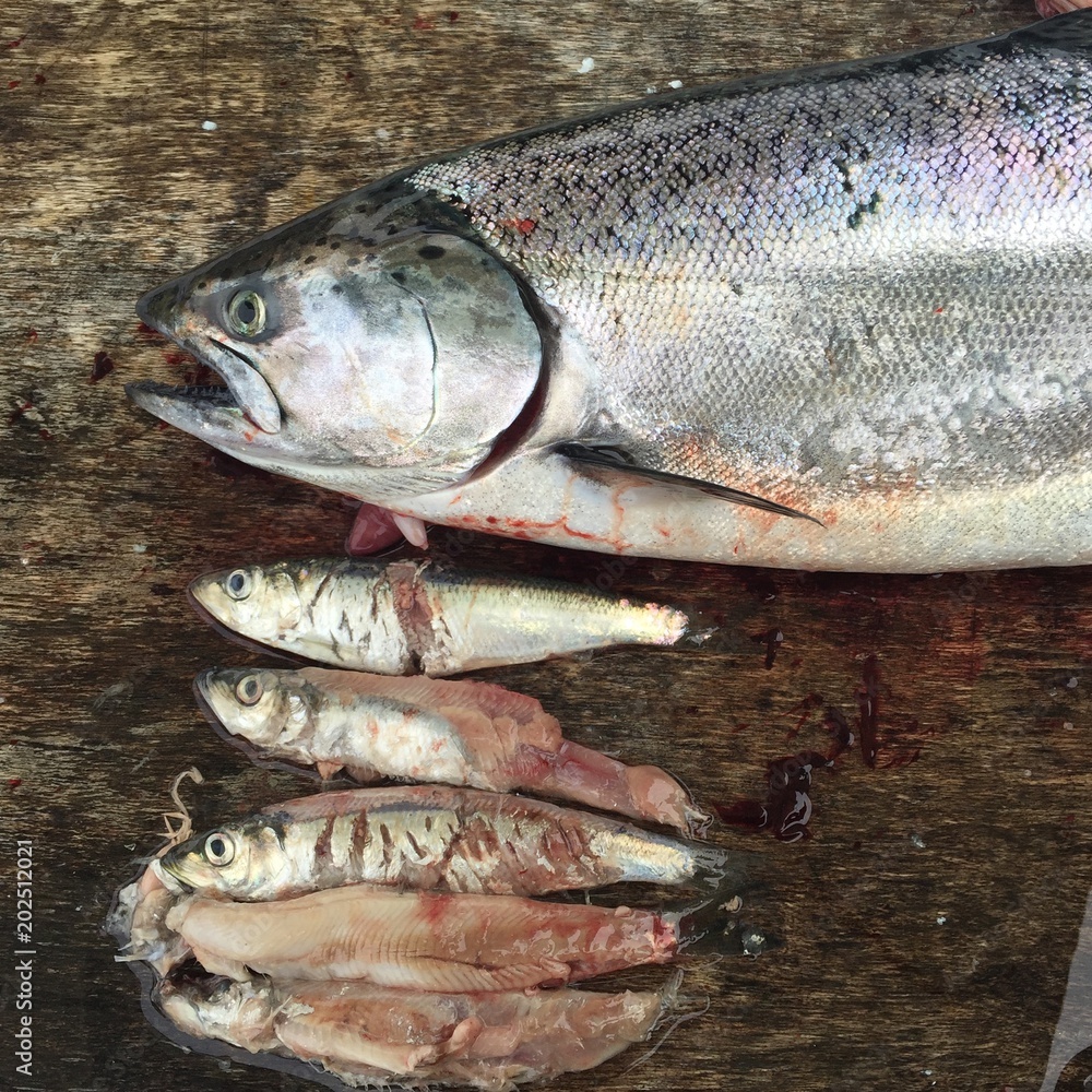 Salmon with stomach contents of herring in various states of digestion ...