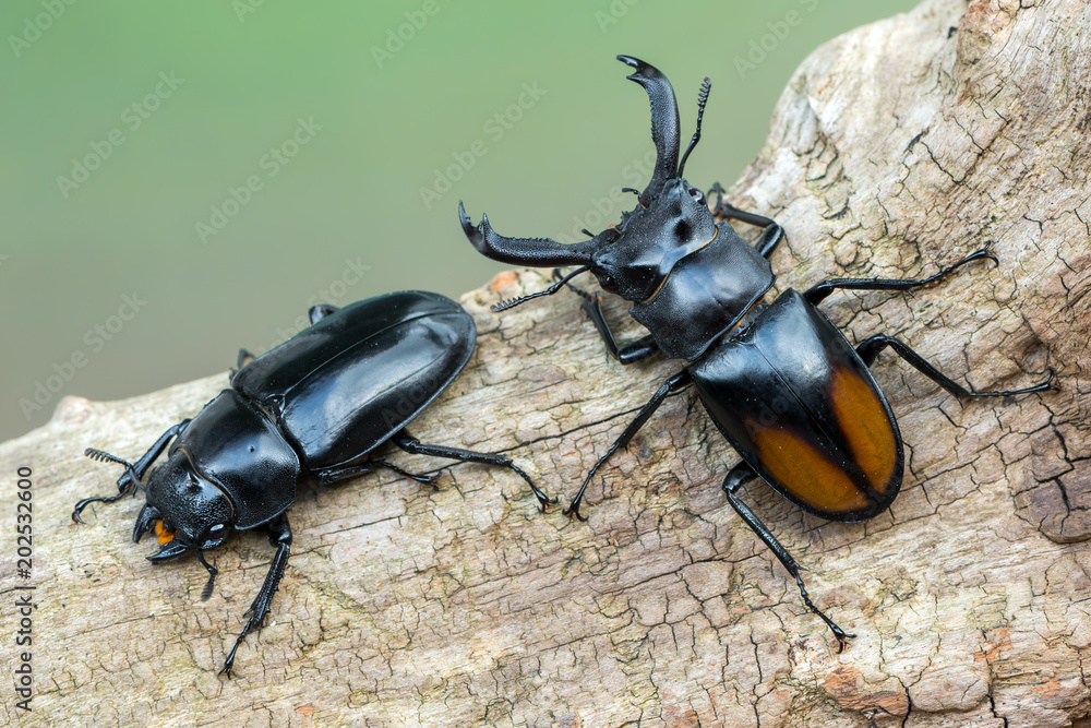 Fighting Giant Stag Beetle - Hexarthrius parryi Stock Photo | Adobe Stock