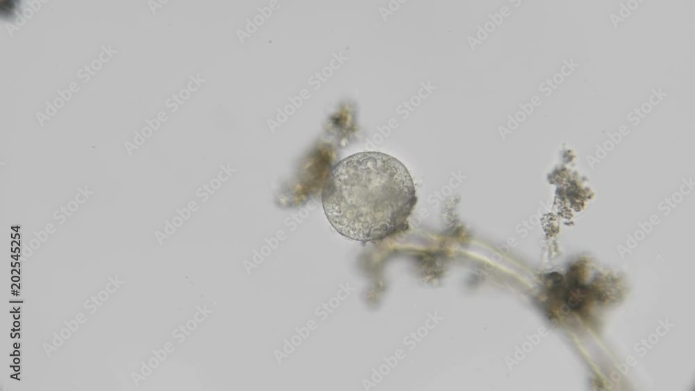 the larva,the embryo of a microorganism under the microscope Stock ...