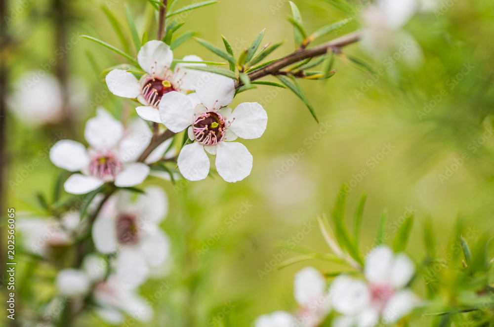 Manuka Flower, from which honey with medicinal benefits is made Stock ...