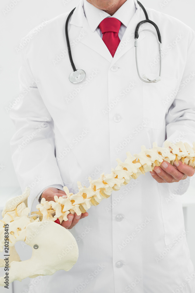 Mid section of a doctor holding skeleton model Stock Photo | Adobe Stock