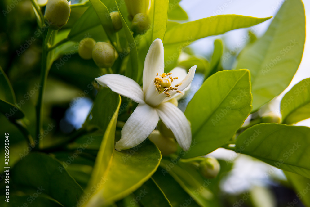 Neroli. Green bright orange tree leaves and orange flower neroli with ...