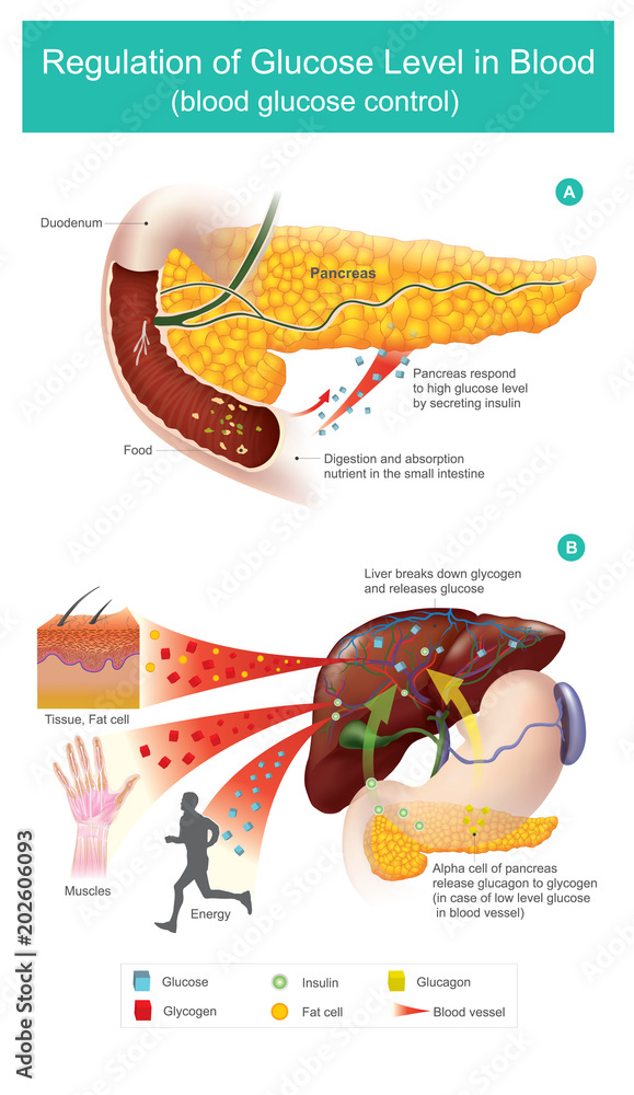 Vetor de Regulation of Glucose Level in Blood. Pancreas respond to high ...
