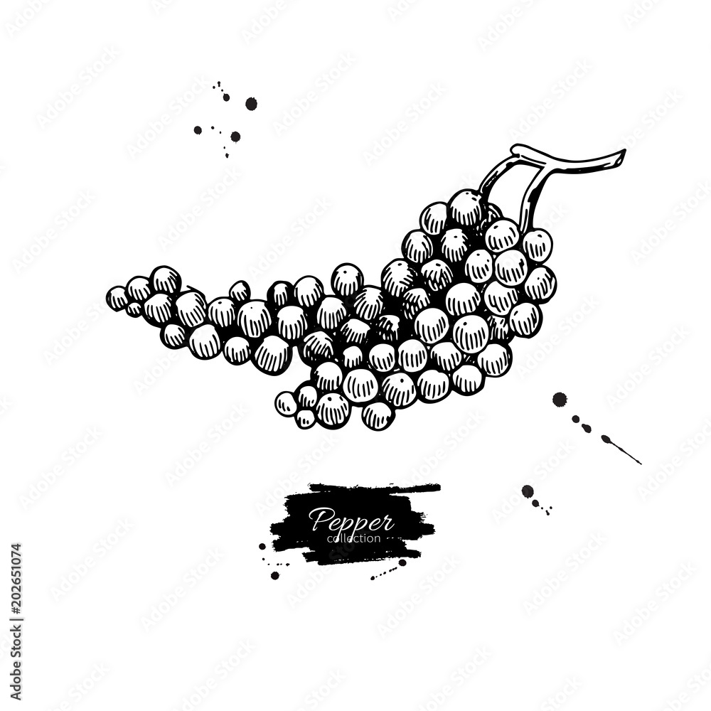 Black pepper plant branch vector drawing. Botanical illustration Stock ...