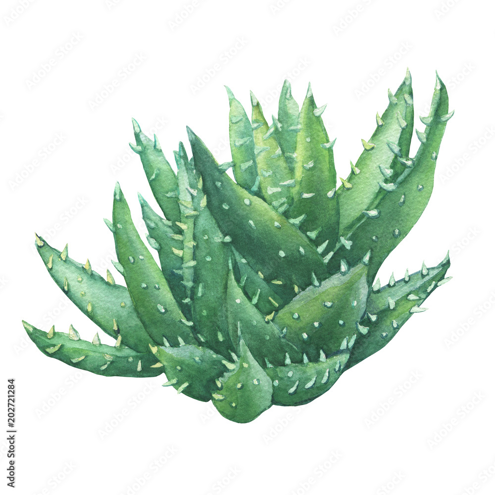 Green Cactus Haworthia limifolia (haworthia attenuate, zebra cactus) a ...