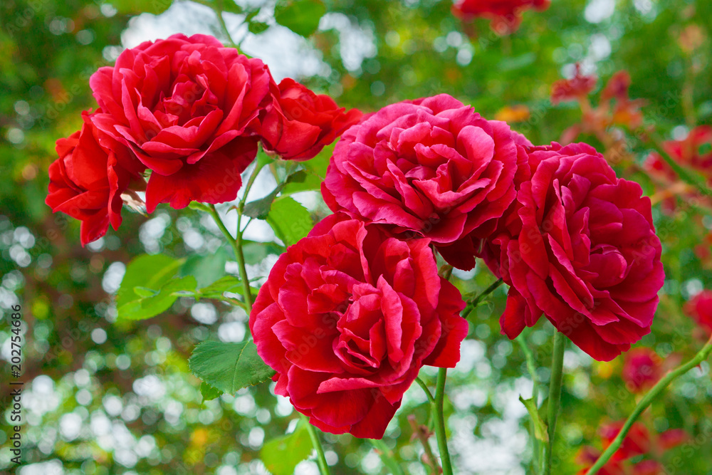 Red Rose Bush