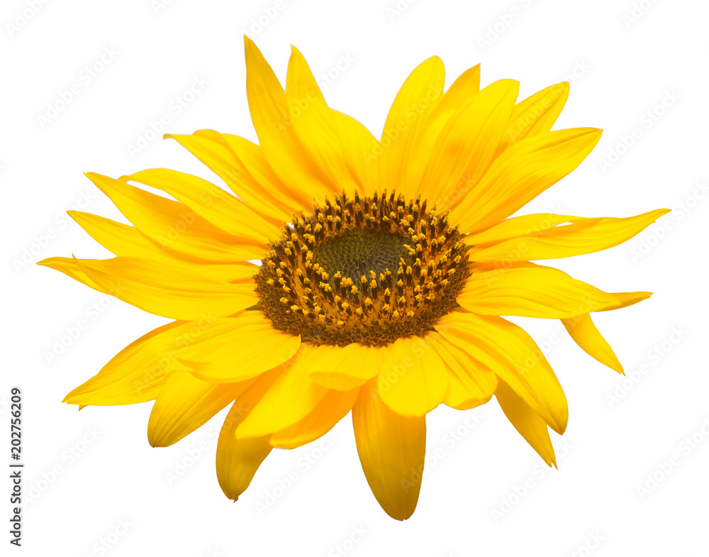 Flower of sunflower isolated on white background. Seeds and oil. Flat ...