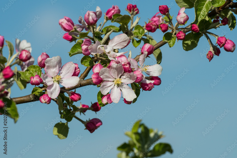 Blüten an Apfelbaum Stock-Foto | Adobe Stock
