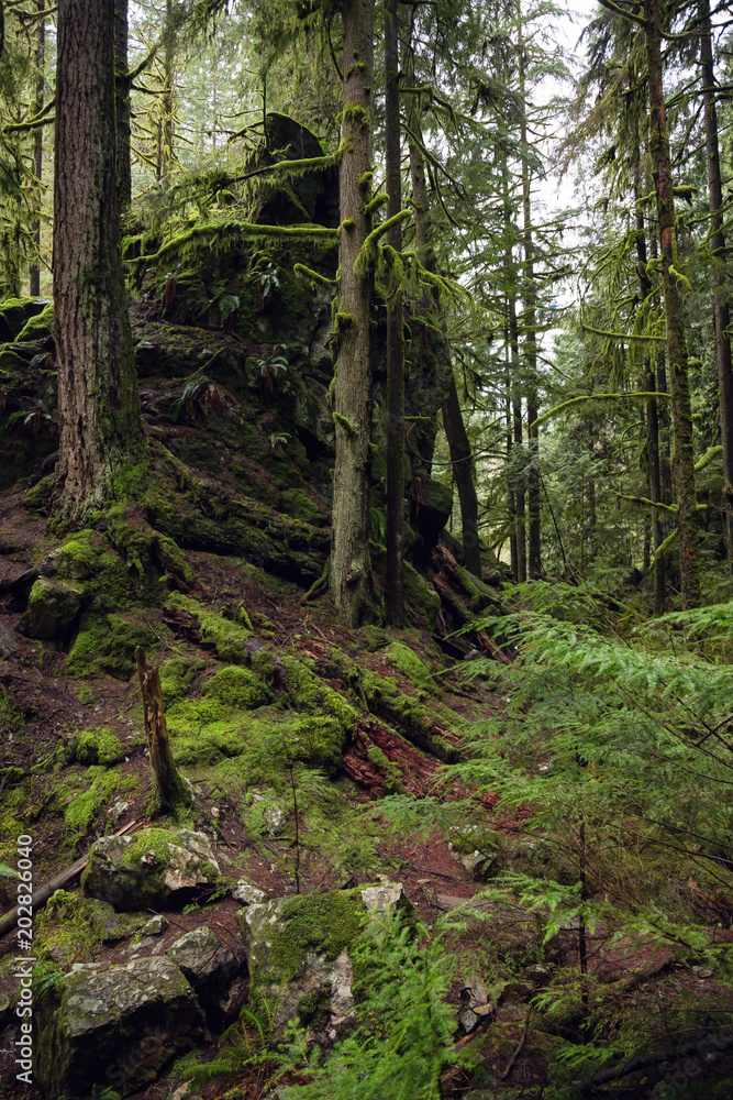 British Columbia Forest Scenery
