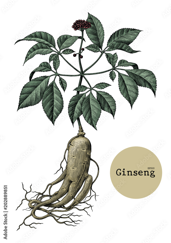 Ginseng hand drawing vintage engraving illustration,Medical plant Stock ...