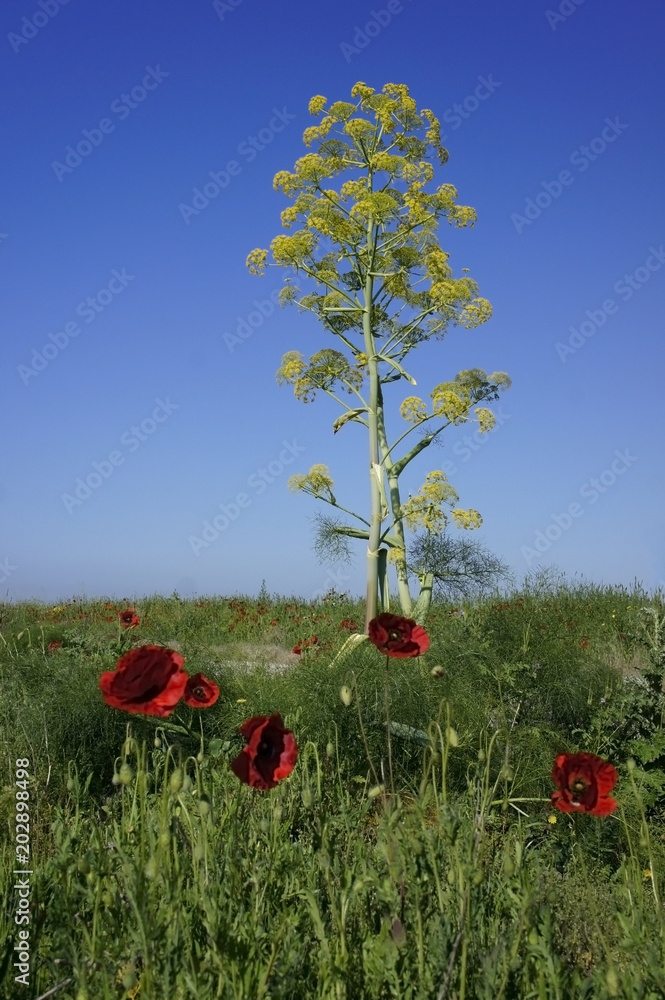 Foto de Ferula communis, the giant fennel and red poppy on a meadow do ...