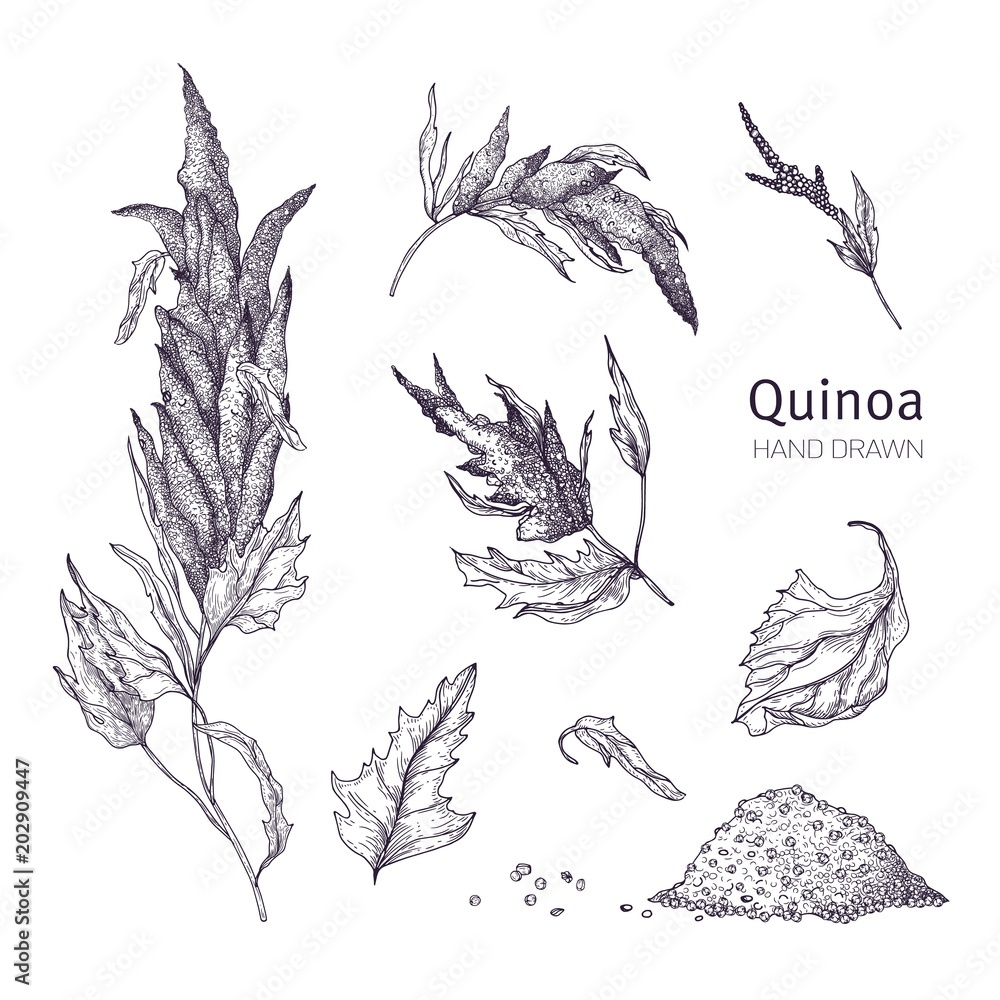 Quinoa Plant Drawing