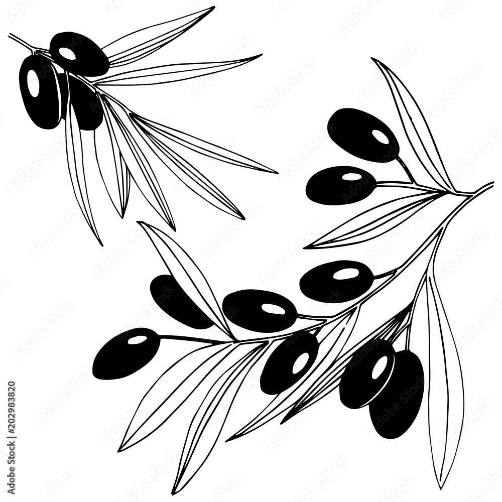 Olive tree in a vector style isolated. Olive tree in a vector style ...