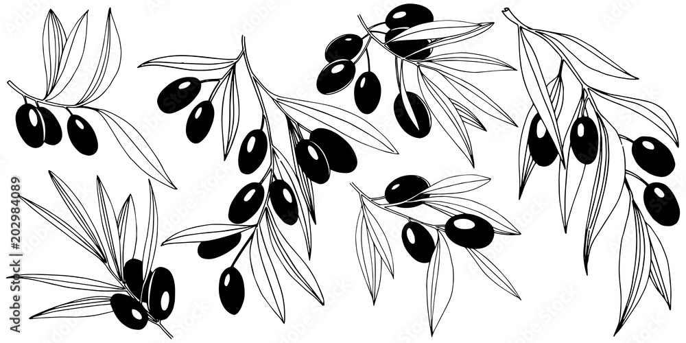 Olive tree in a vector style isolated. Olive tree in a vector style ...