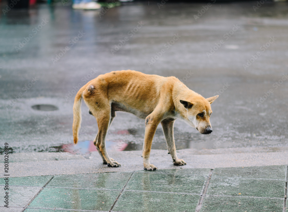 poor skinny dog Stock Photo | Adobe Stock