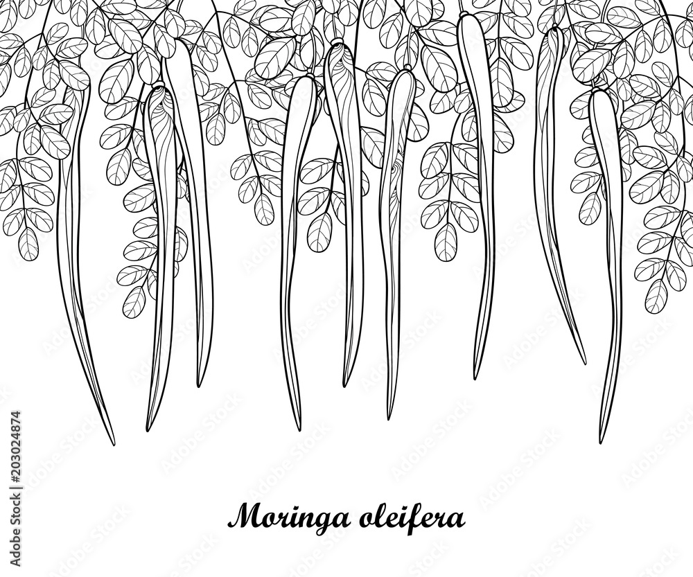 Vector bunch with outline Moringa oleifera or Drumstick or Horseradish ...