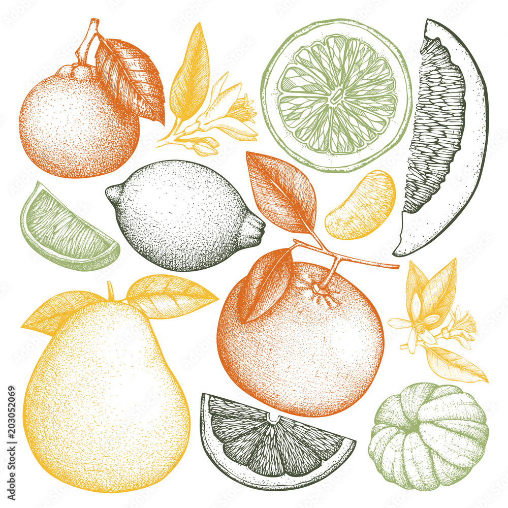 Vintage collection of ink hand drawn fruits. Vector drawings isolated ...