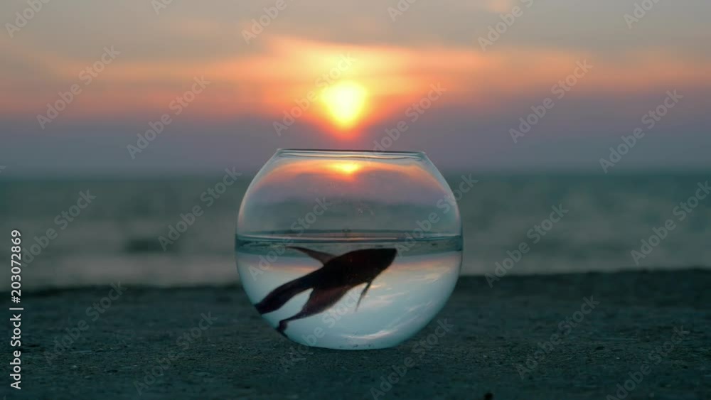 amazing scene rounded aquarium standing on the beach float little fish ...