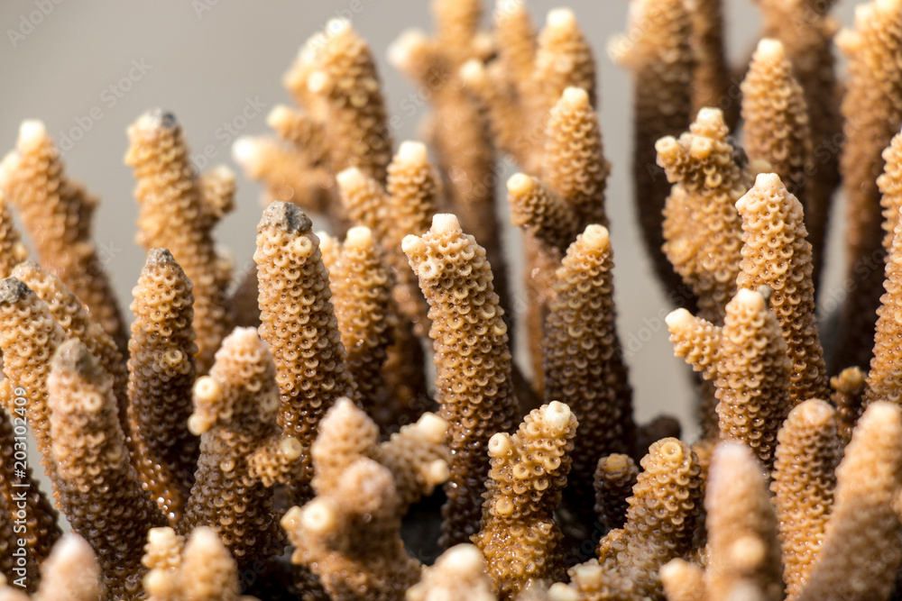 Foto de Corals are marine invertebrates in the class Anthozoa of phylum ...