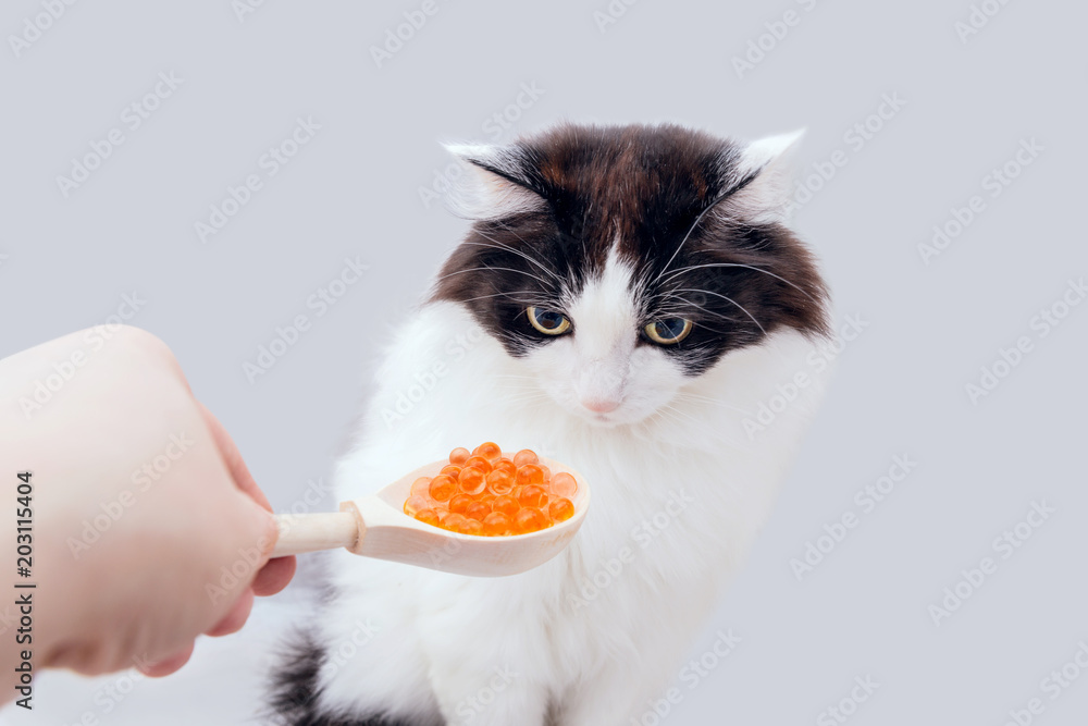 Black and white cat is stretched a spoonful of caviar. Isolated on gray ...