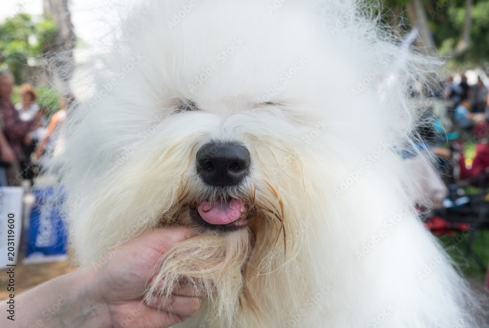 Old English Sheepdog (also known as the Shepherd's Dog or bob-tailed ...