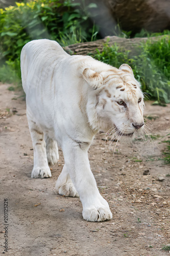 Pure White Tiger No Stripes