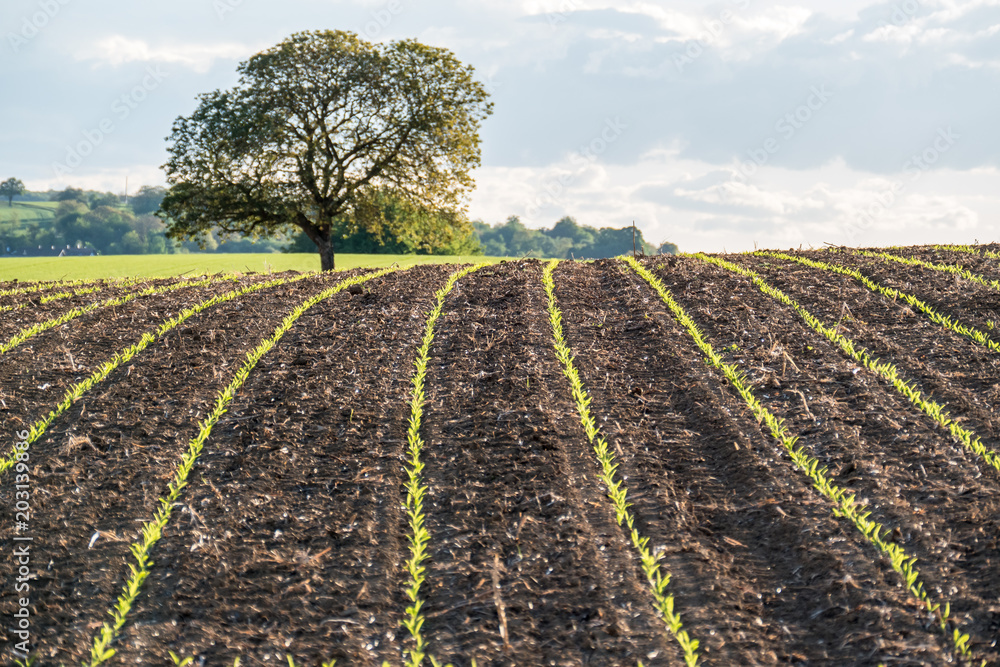 Ackerbau Ausaat Stock-Foto | Adobe Stock