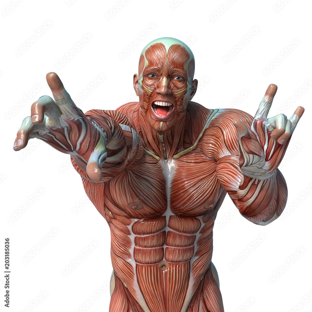 muscle man anatomy in an white background Stock Illustration | Adobe Stock