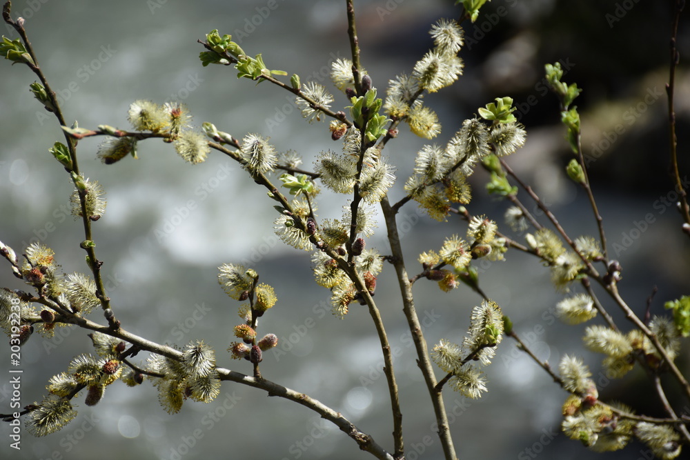 Sal-Weide, Sal, Weide, Palmkätzchen, blühen, Frühling, Ast, Strauch ...