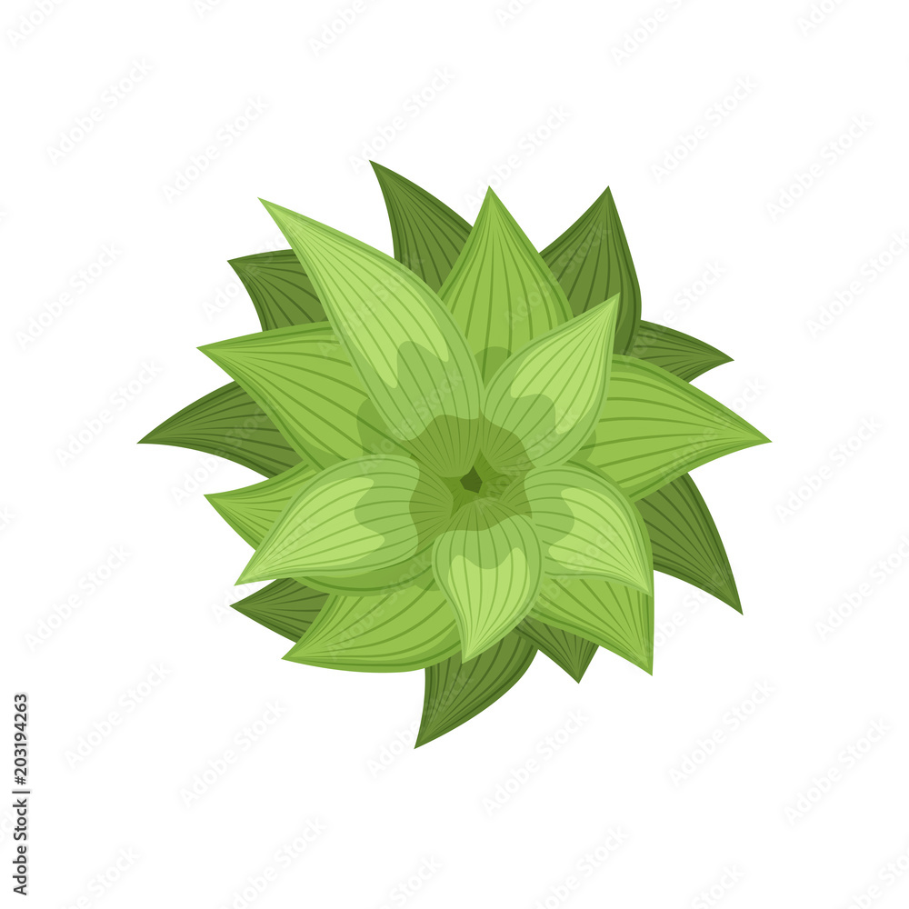 Plant Top View Vector