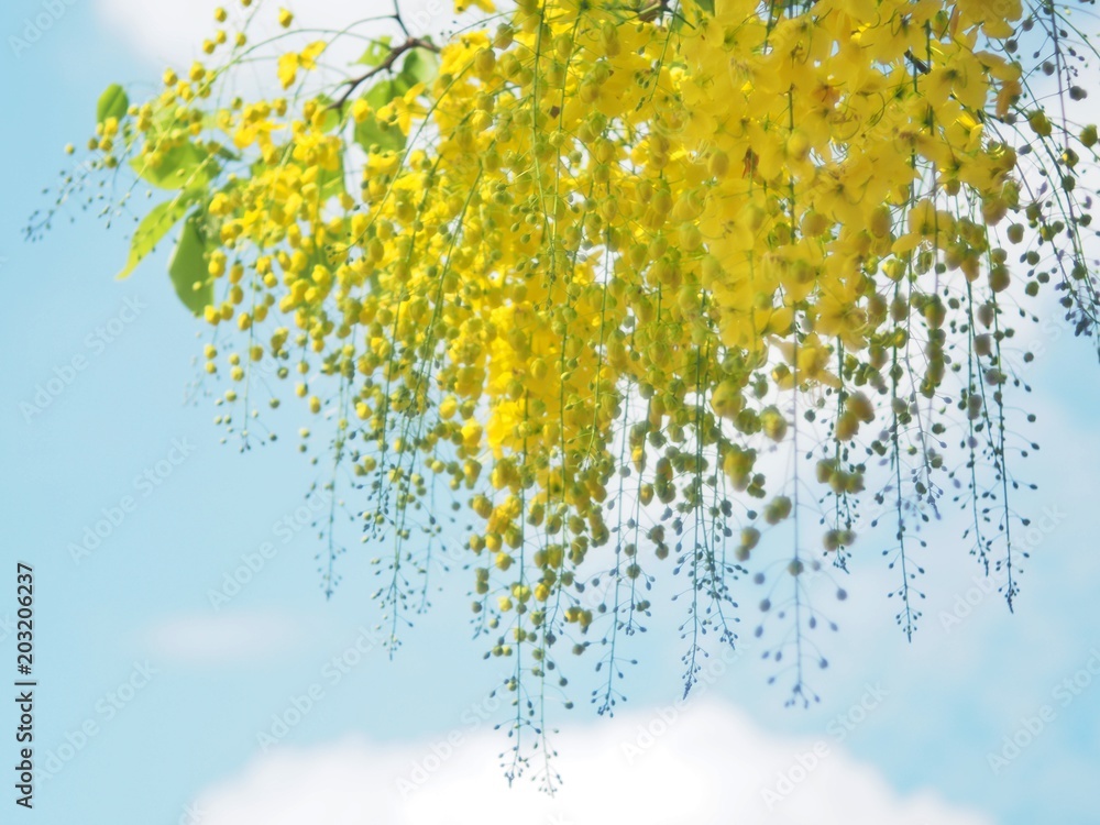 Yellow flowers that are inflorescence hanging from the flowering trees ...