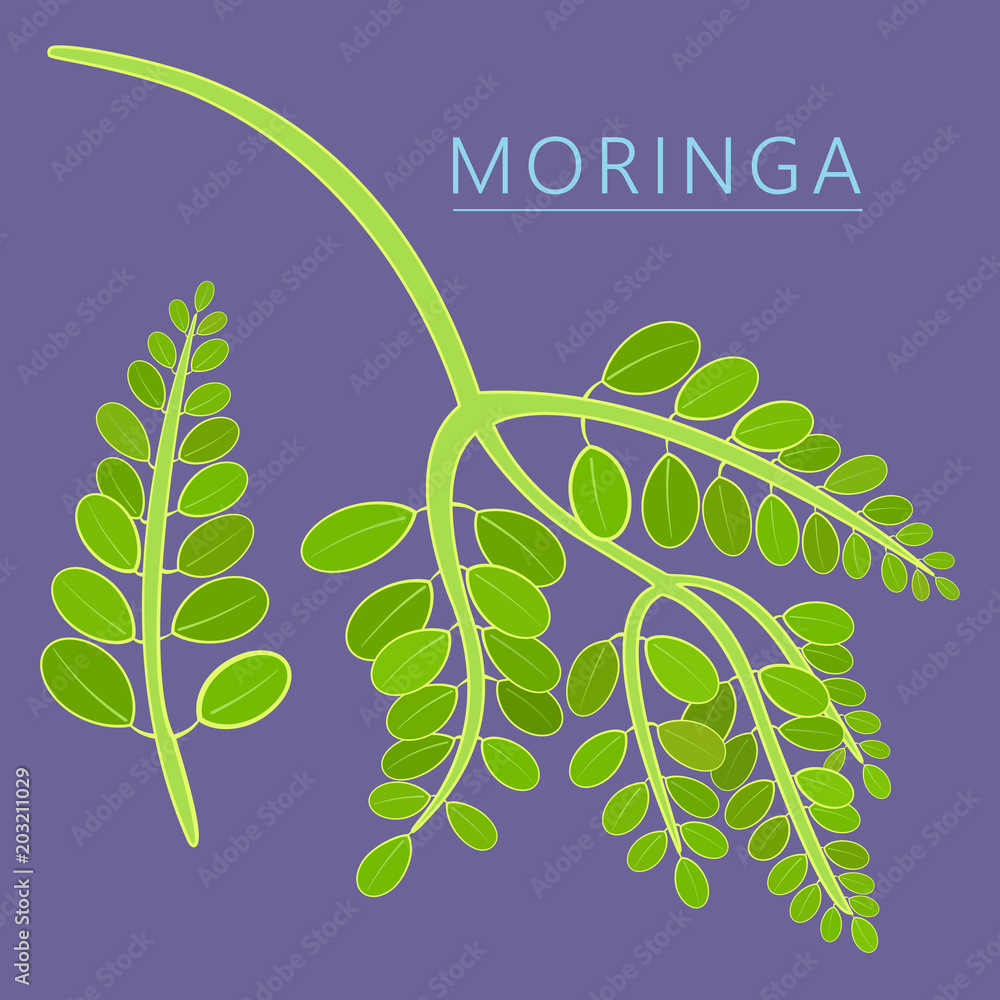 Illustration of the healing Moringa plant (Moringa oleifera). Vector ...