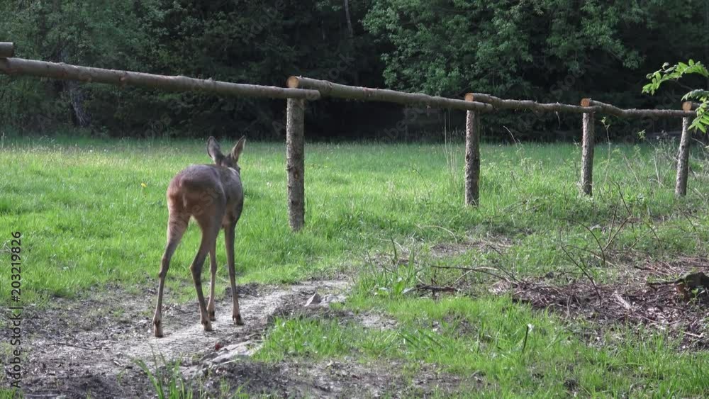 Young doe in a grass field. Roe deer, Capreolus capreolus. Wildlife ...