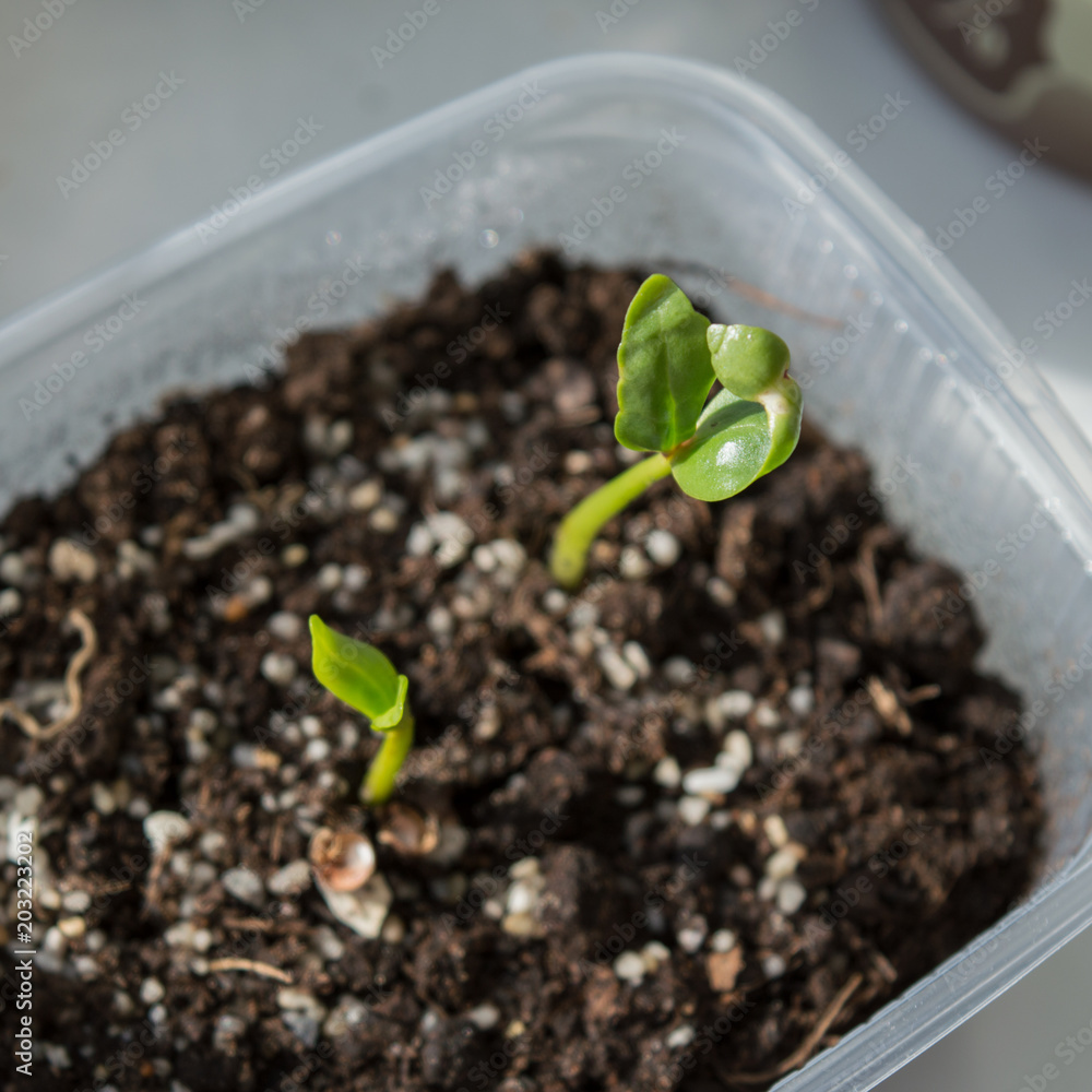 Basella alba seedlings in plastic pot on window sill, fast-growing ...