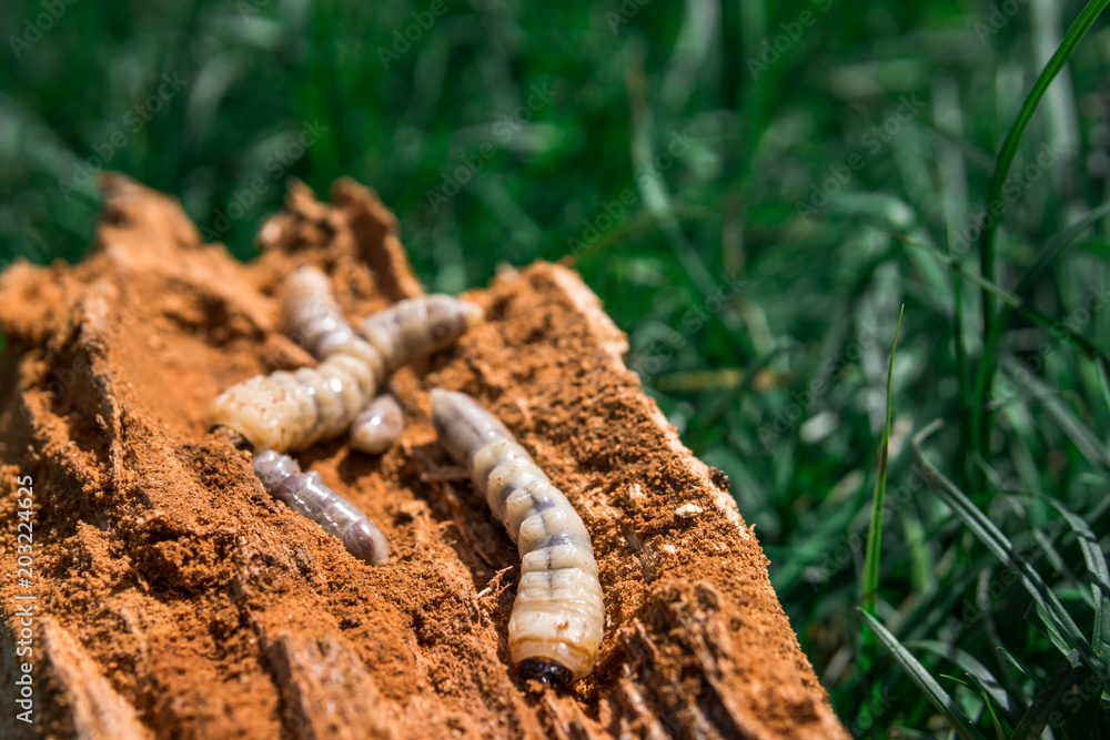 Big roundheaded borers woodcutter (Cerambycidae), larva of the ...