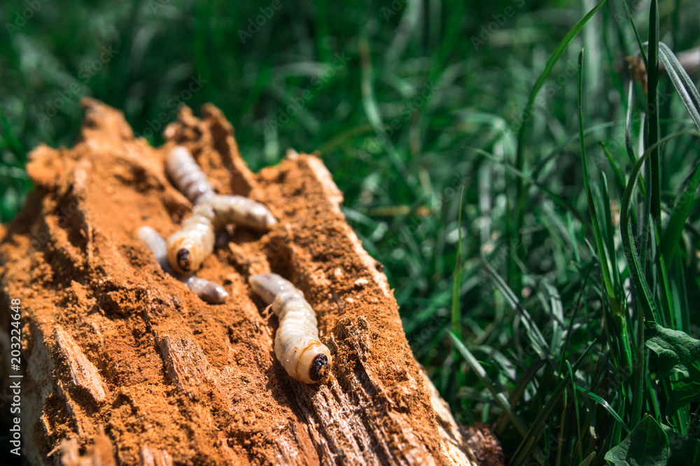 Big roundheaded borers woodcutter (Cerambycidae), larva of the ...
