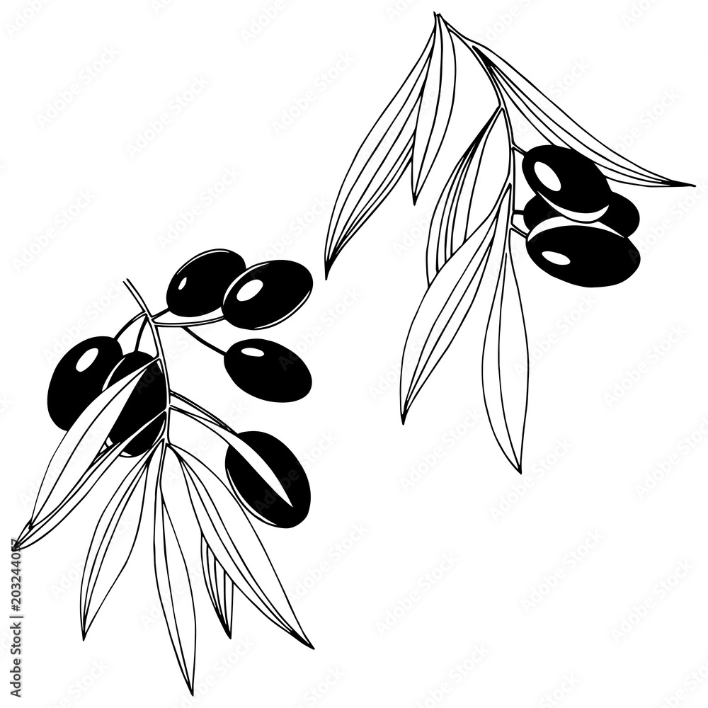 Olive tree in a vector style isolated. Olive tree in a vector style ...