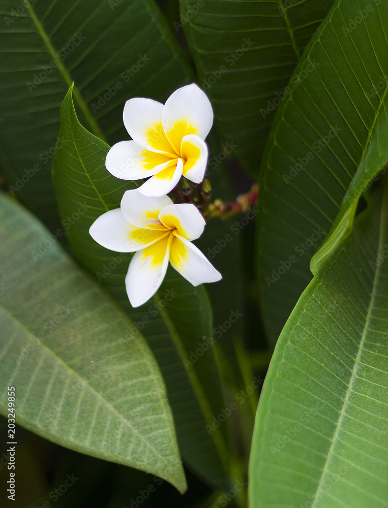 Plumeria Tree Branch