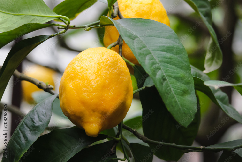 Ripe lemon on a branch Stock Photo | Adobe Stock